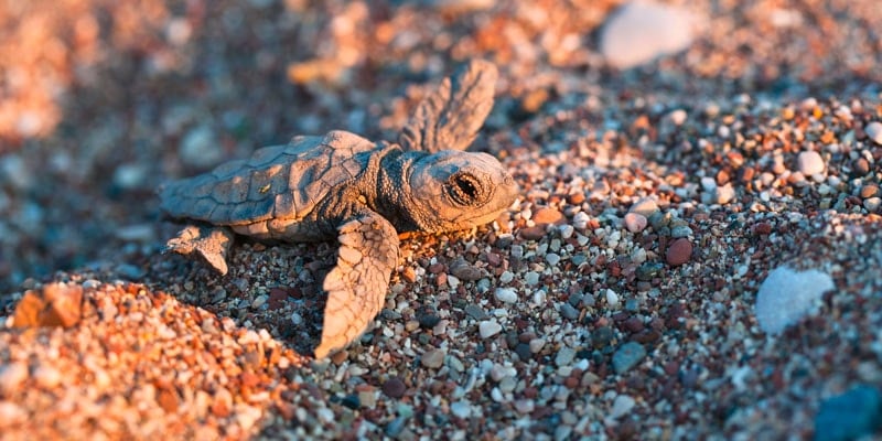 Turtle conservation in Turkey - Family Traveller